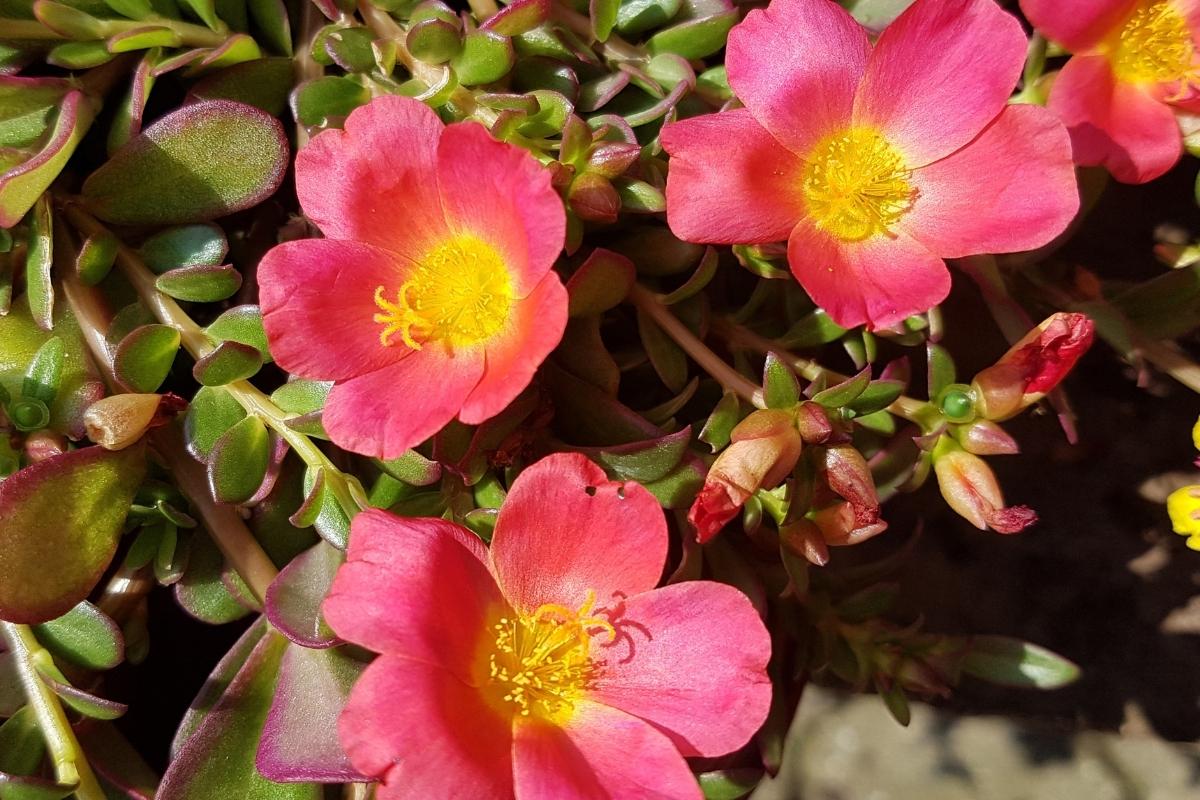 Beldroega; Veja os benefícios e como cultivar a PANC