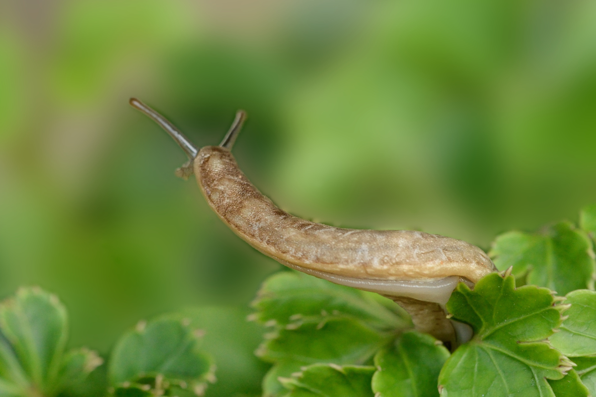 Como Nascem As Lesmas - LIBRAIN