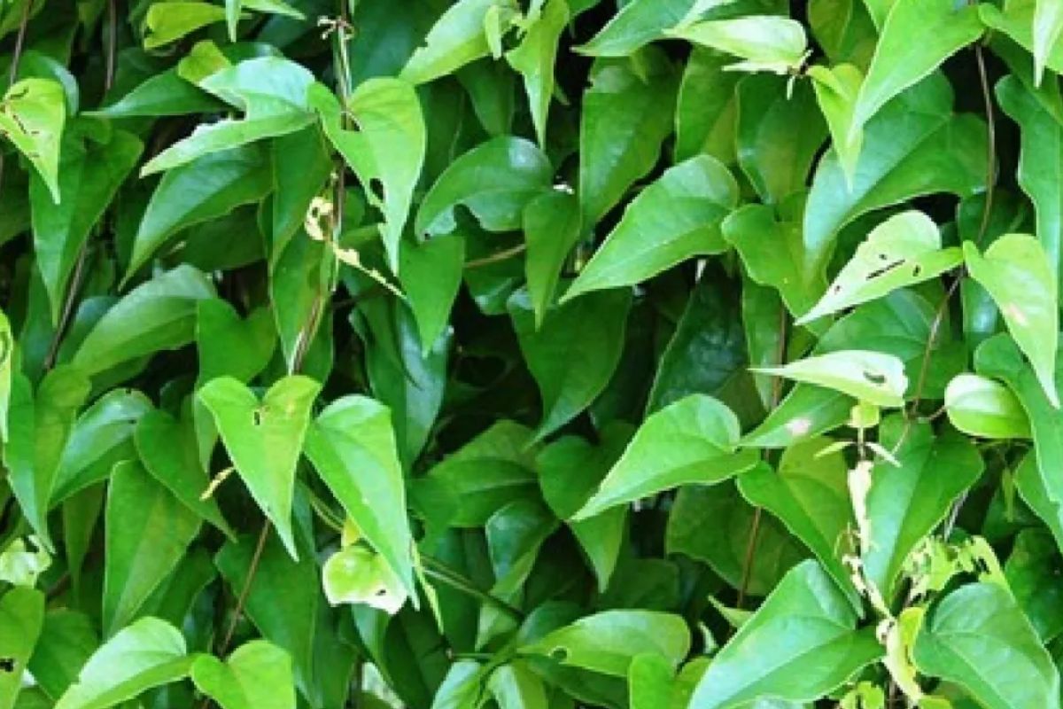 Conheça os benefícios e o preparo do maravilhoso Chá de Guaco ...