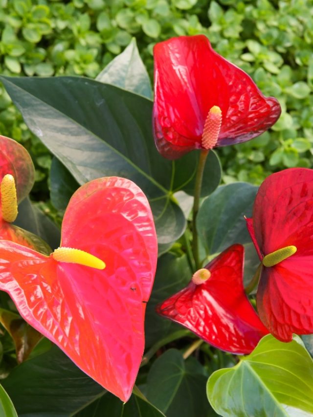 O segredo para um antúrio exuberante - diariosp.com.br